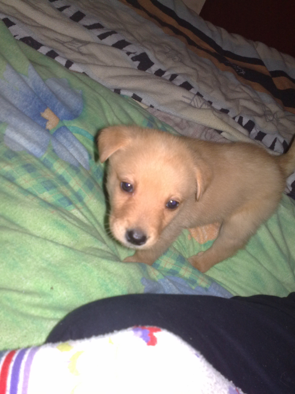 Labek - Przygarnij Zwierzaka - Radio BIELSKO