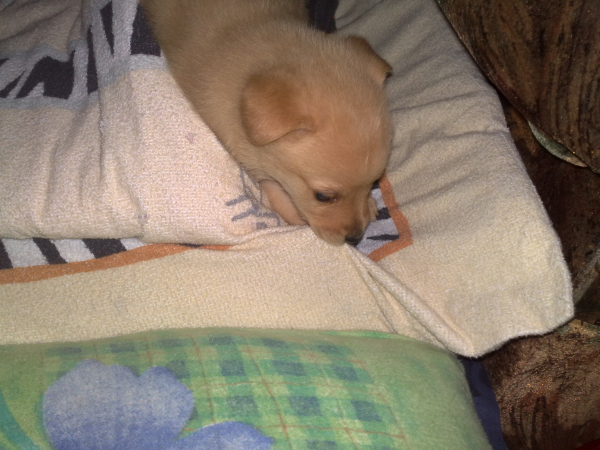 Labek - Przygarnij Zwierzaka - Radio BIELSKO