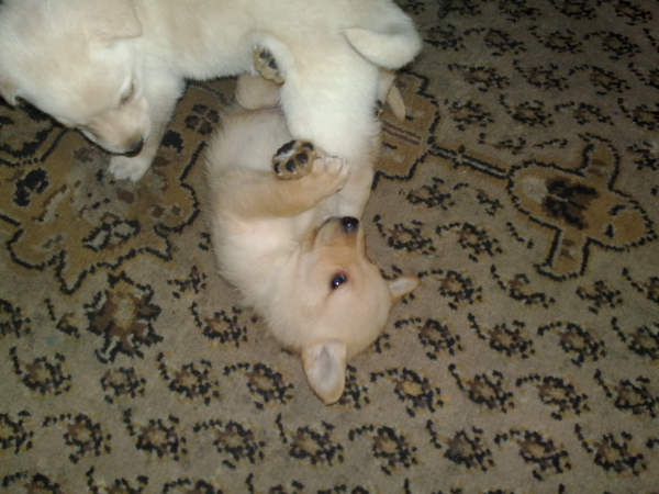 Labek - Przygarnij Zwierzaka - Radio BIELSKO