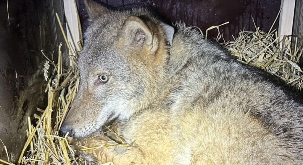 Radio BIELSKO - Licho wrócił do swoich - Wiadomości